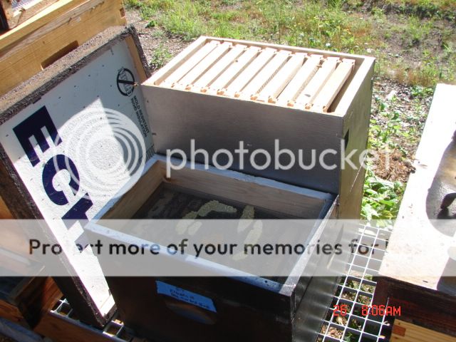 How I plan on overwintering 40 mating nucs on mini frames | Beesource Beekeeping Forums